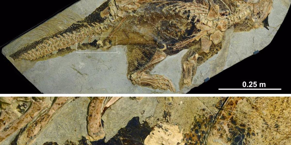Reconstruyen por primera la cloaca de un dinosaurio
