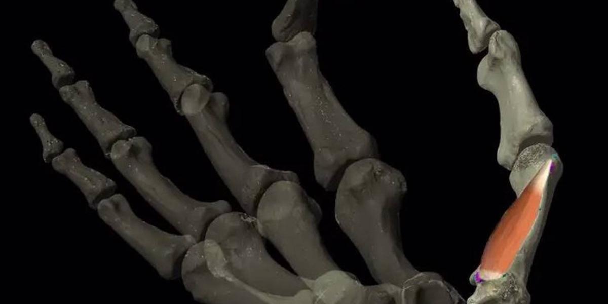 Nuestros hábiles pulgares se remontan a dos millones de años