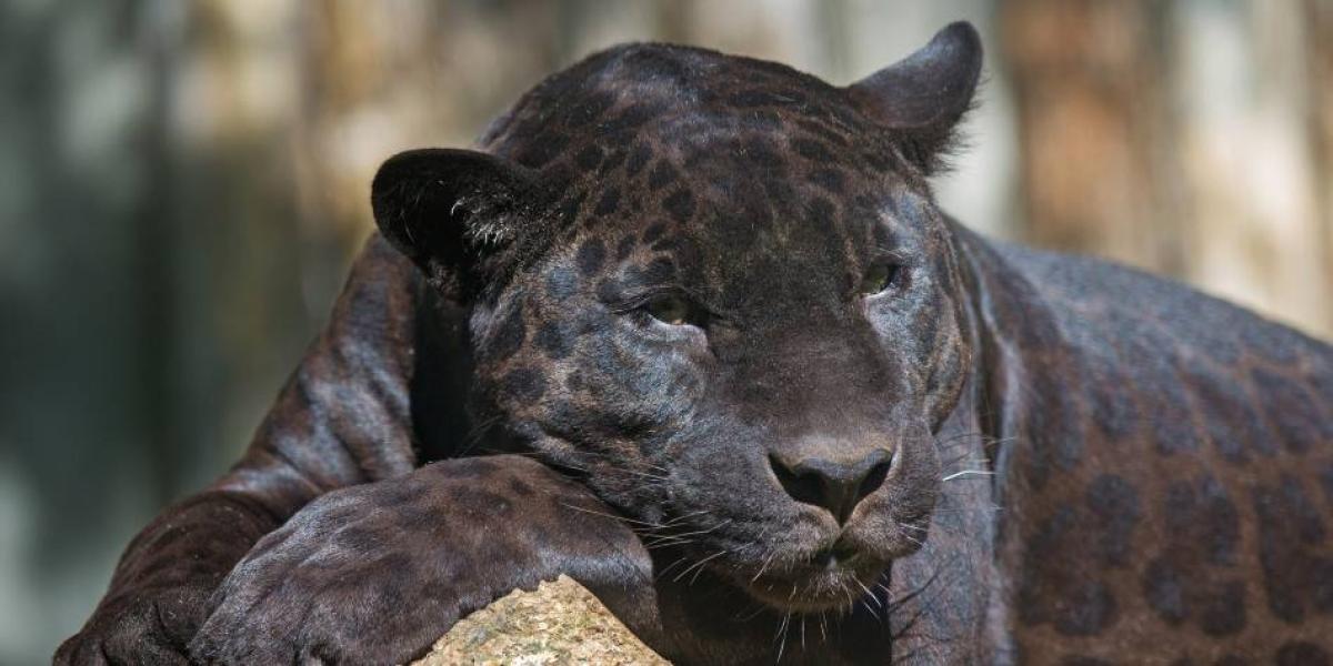 Foto: leopardo de color negro, en Kenya, captado por fotógrafo | África