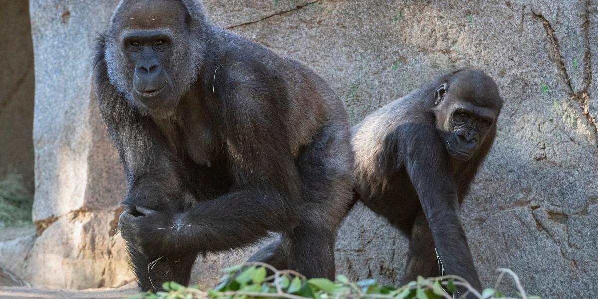 Caries: los primates prehistóricos también las tuvieron
