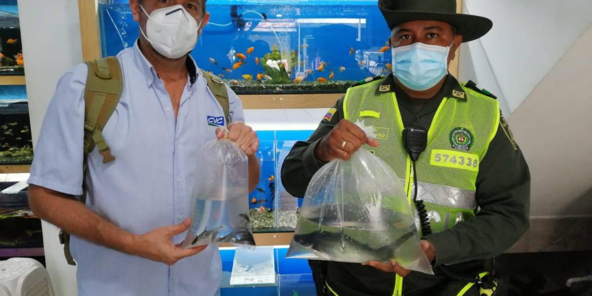 Autoridades incautan 16 tiburones pangasio en una tienda en Buga