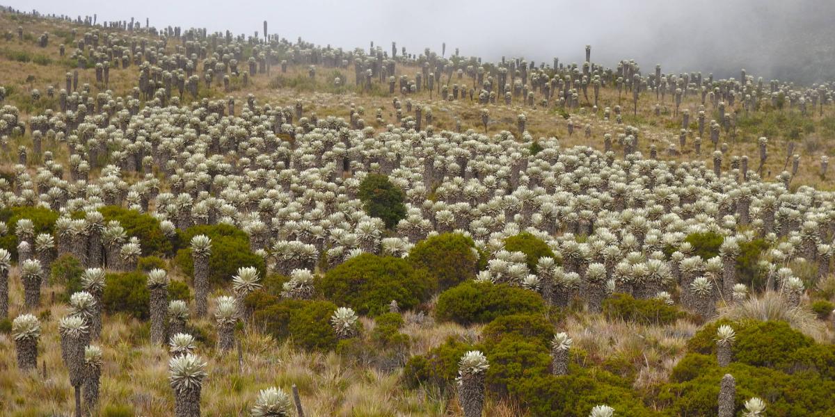 Páramos: ¿se debería hacer turismo en estos ecosistemas?