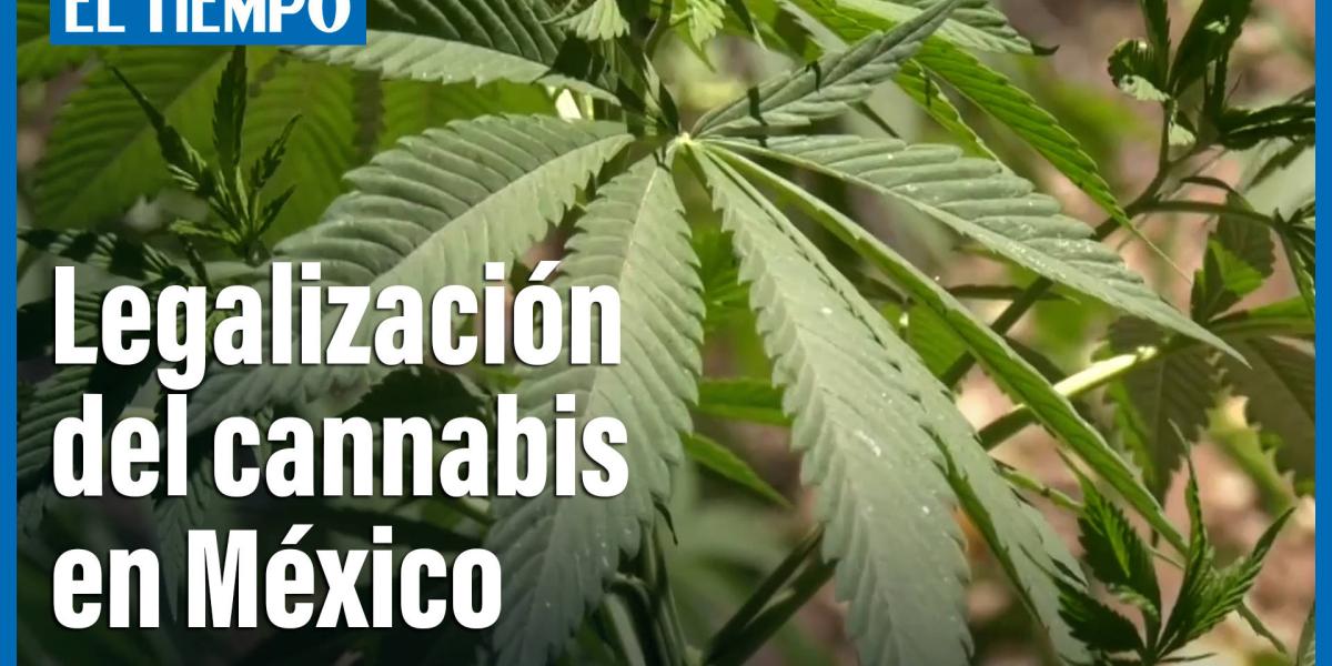 México La Legalización Del Cannabis Está Más Cerca Que Nunca