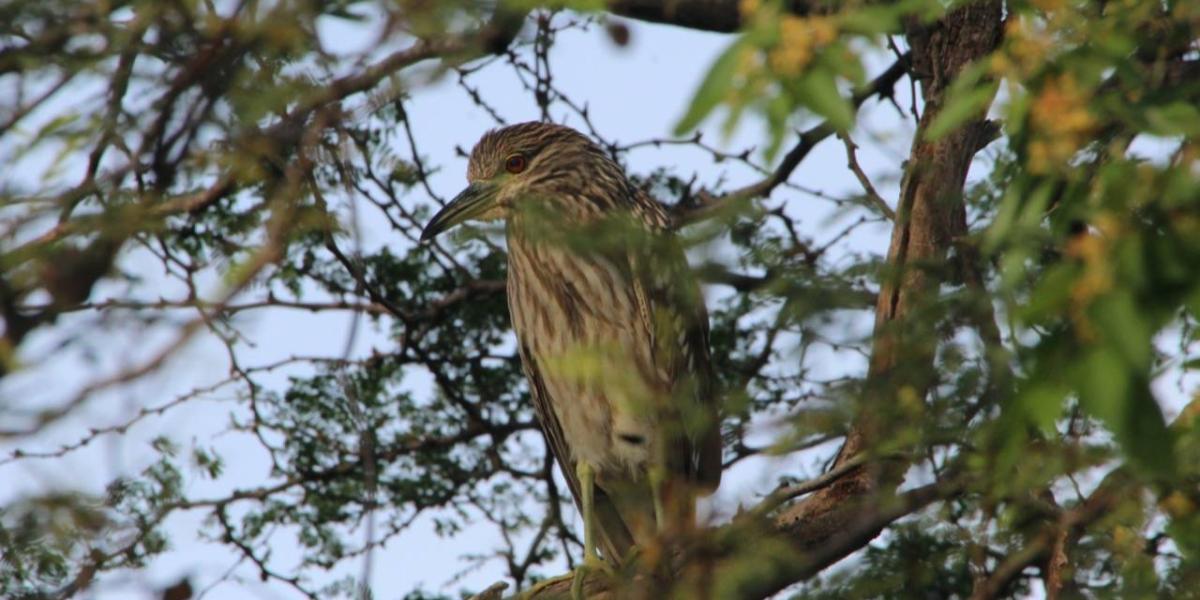 La Guajira es potencia en avistamiento de aves para el Global Big Day