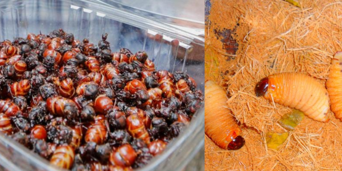 ¿Cuáles son los insectos que se pueden comer en Colombia?
