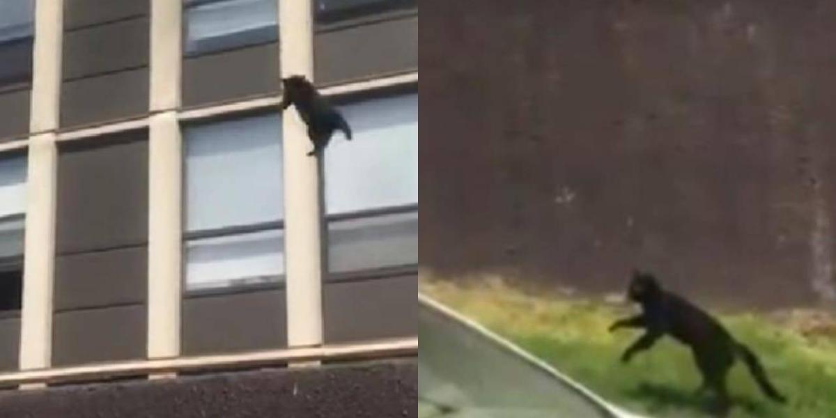 Video: gato saltó del quinto piso de un edificio en llamas