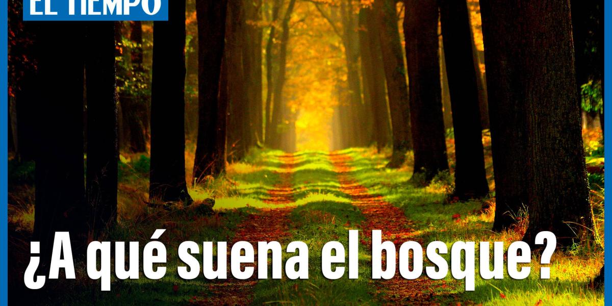 Artista recopila sonidos del bosque y los convierte en electro-pop