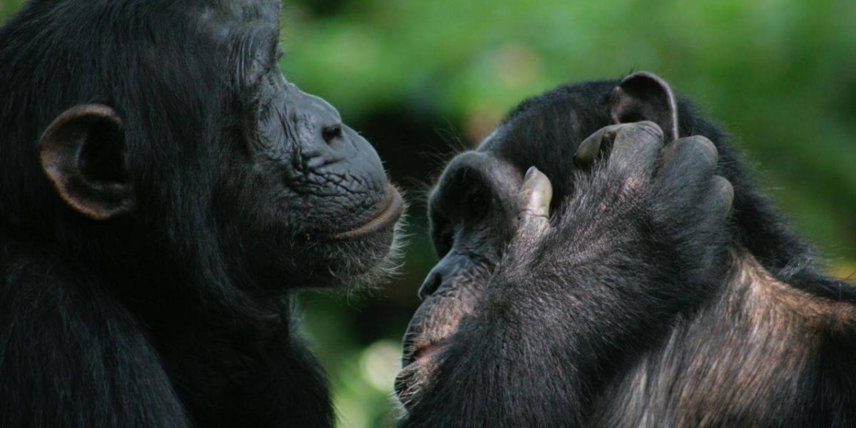 Conciencia animal: hora de repensar el enfoque centrado en el ser humano