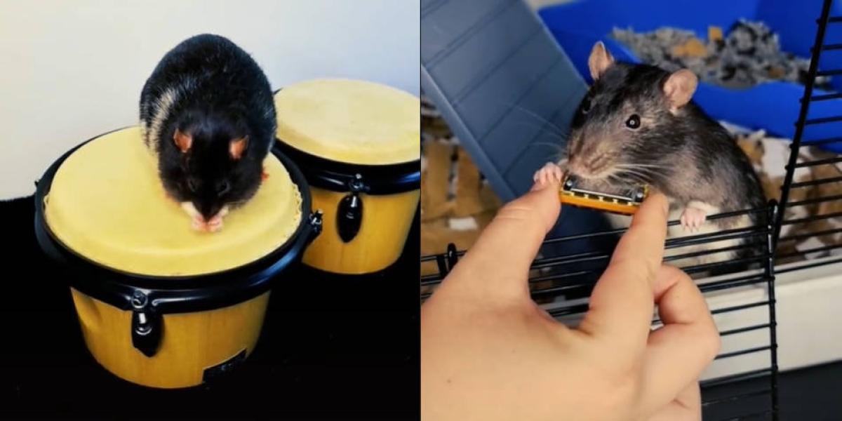 TikTok: videos de rata hace música tocando la armónica