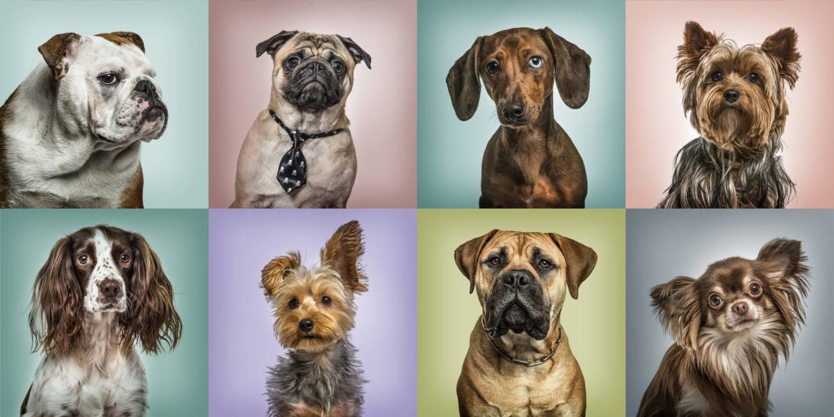 Los perros que sufren de más mutaciones genéticas