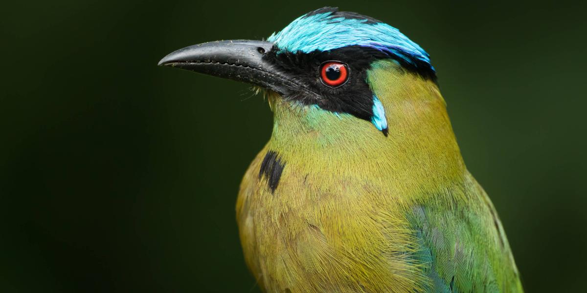 Aves colombianas: Expertos lanzan una alerta temprana por su futuro