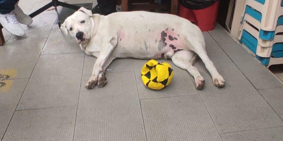 Beethoven El Perro Está Vivo