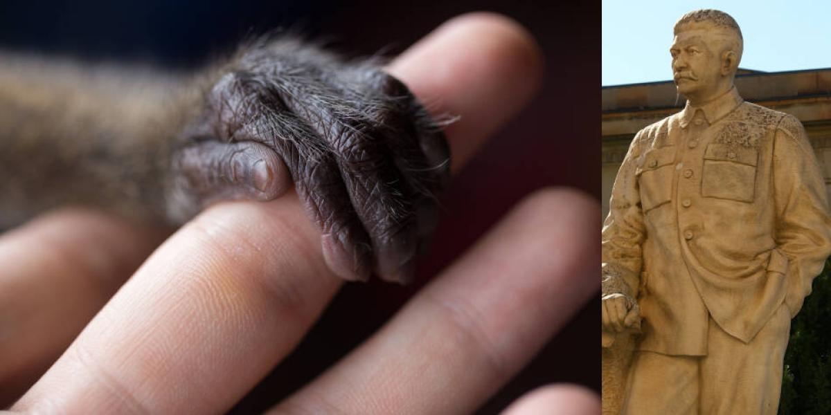 Los experimentos para crear soldados hombre-mono soviéticos