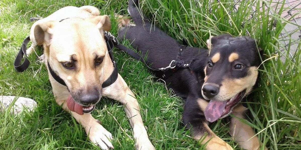 Rabia en perros: cómo saber si mi perro tiene rabia | síntomas