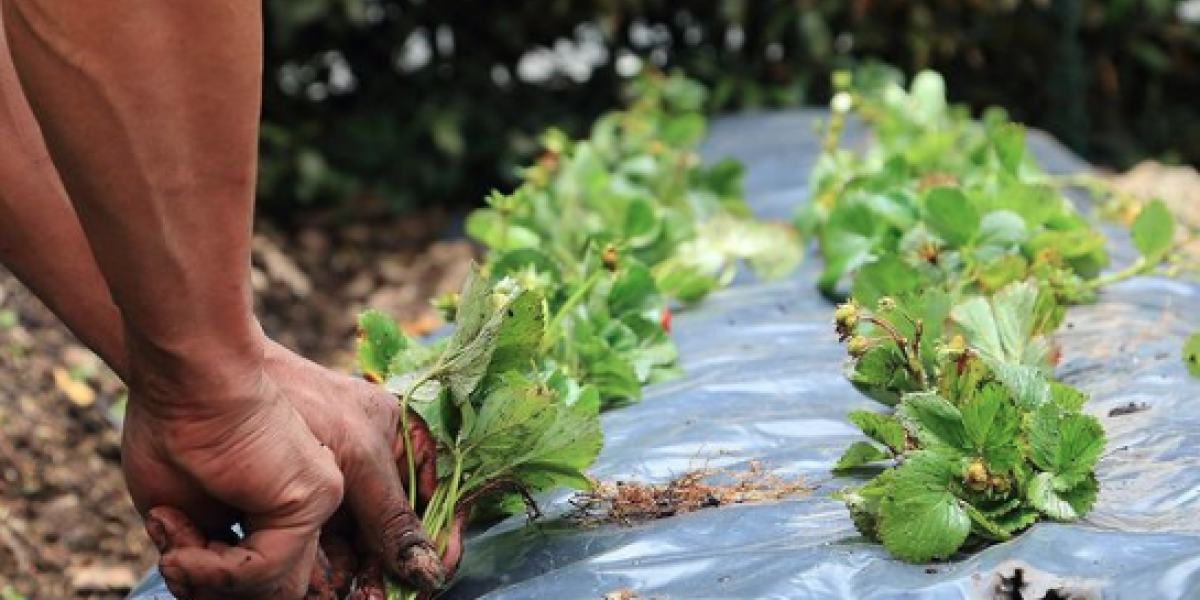 Gente Plantando Semillas De Fresa Como Cultivar Fresas En Casa Y Sus