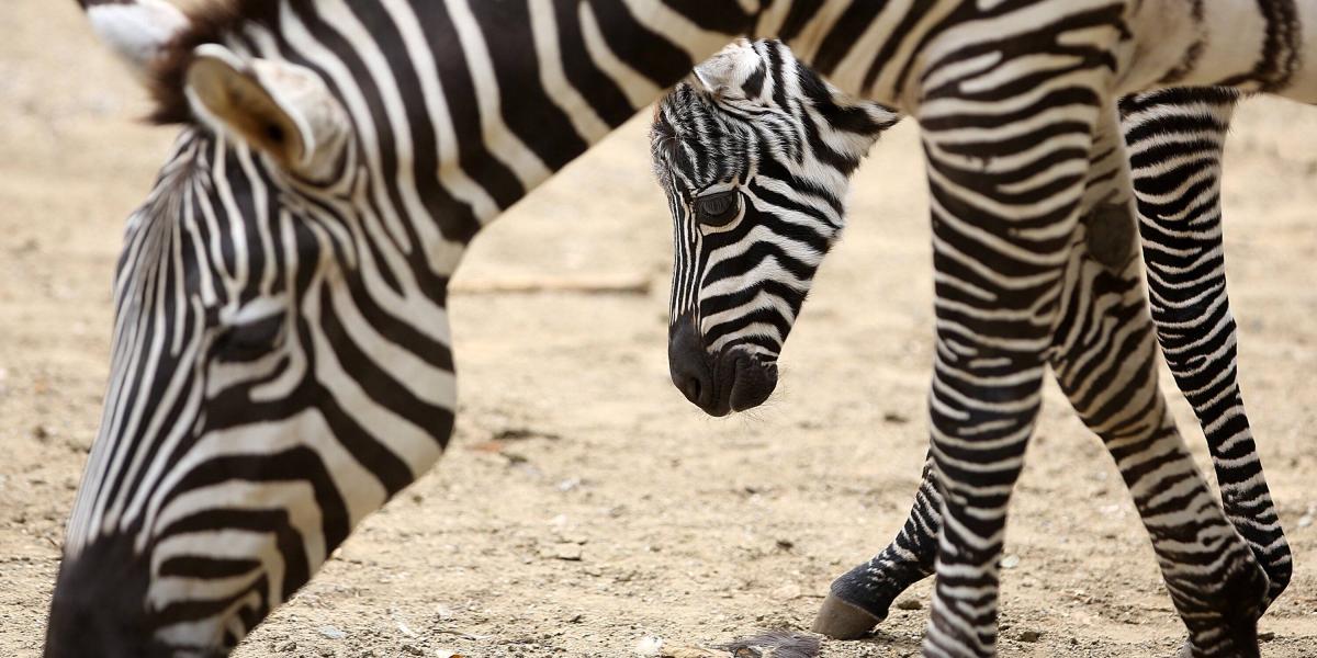 ¿Las cebras son blancas con rayas negras o al revés?