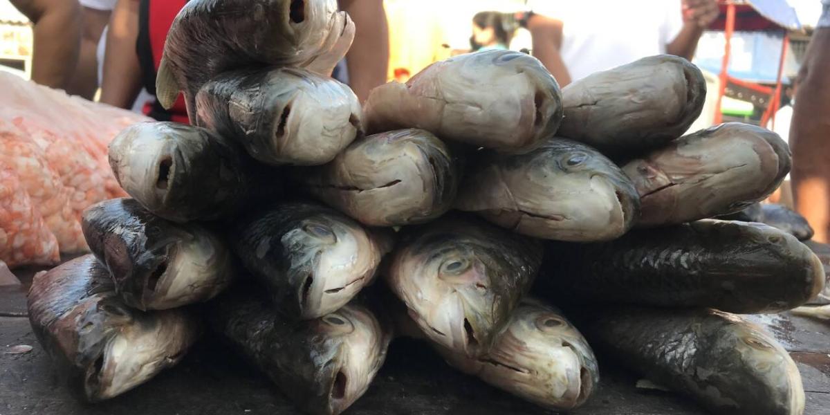 Bocachico: el genoma que permitirá que no se extinga