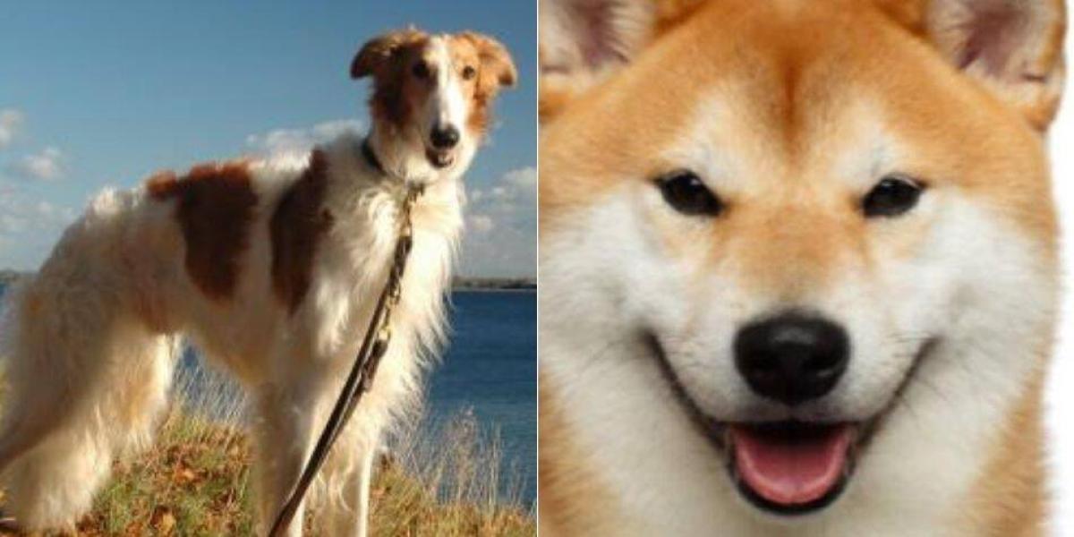 Cual Fue El Primer Perro Conocido