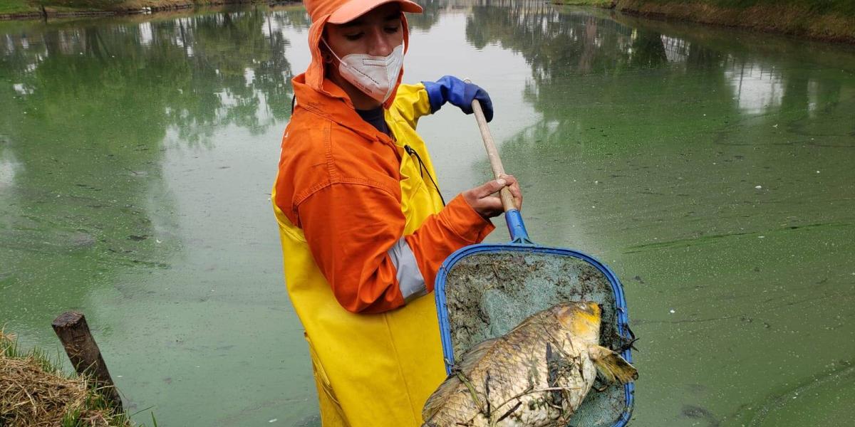 Denuncian muerte de peces en el Lago Timiza de Kennedy