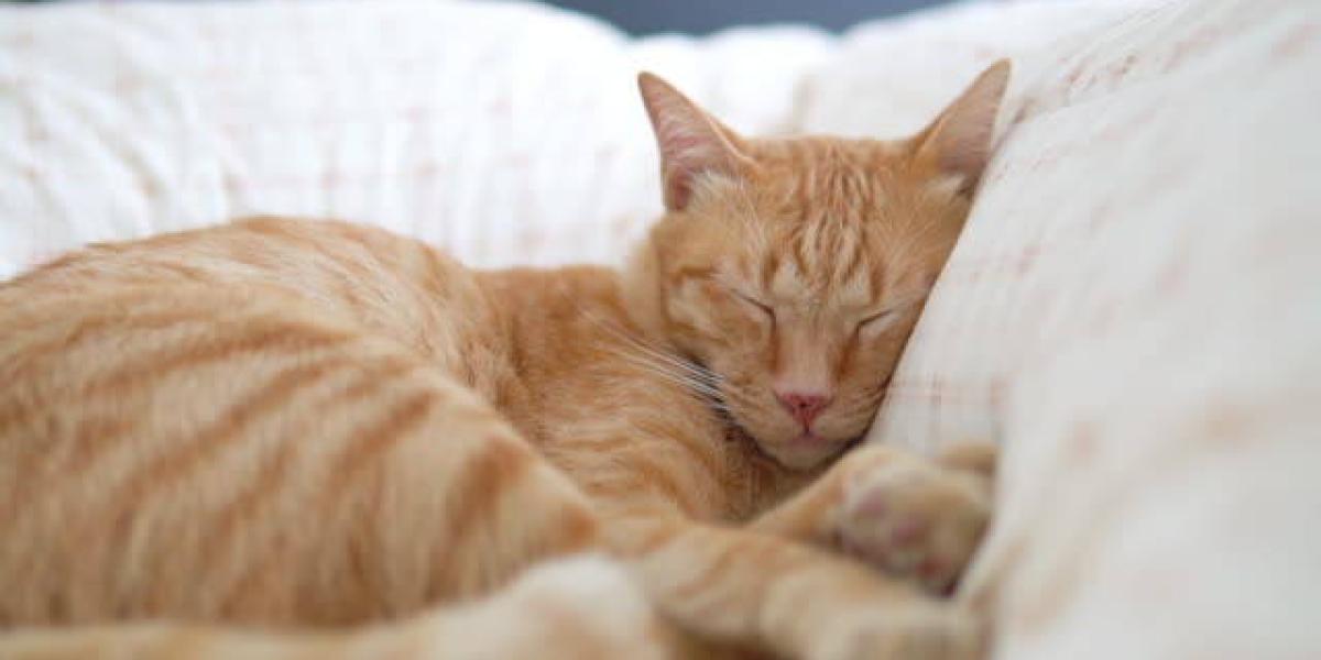 Peritonitis infecciosa en gatos: ¿Cuáles son sus síntomas y tratamiento?