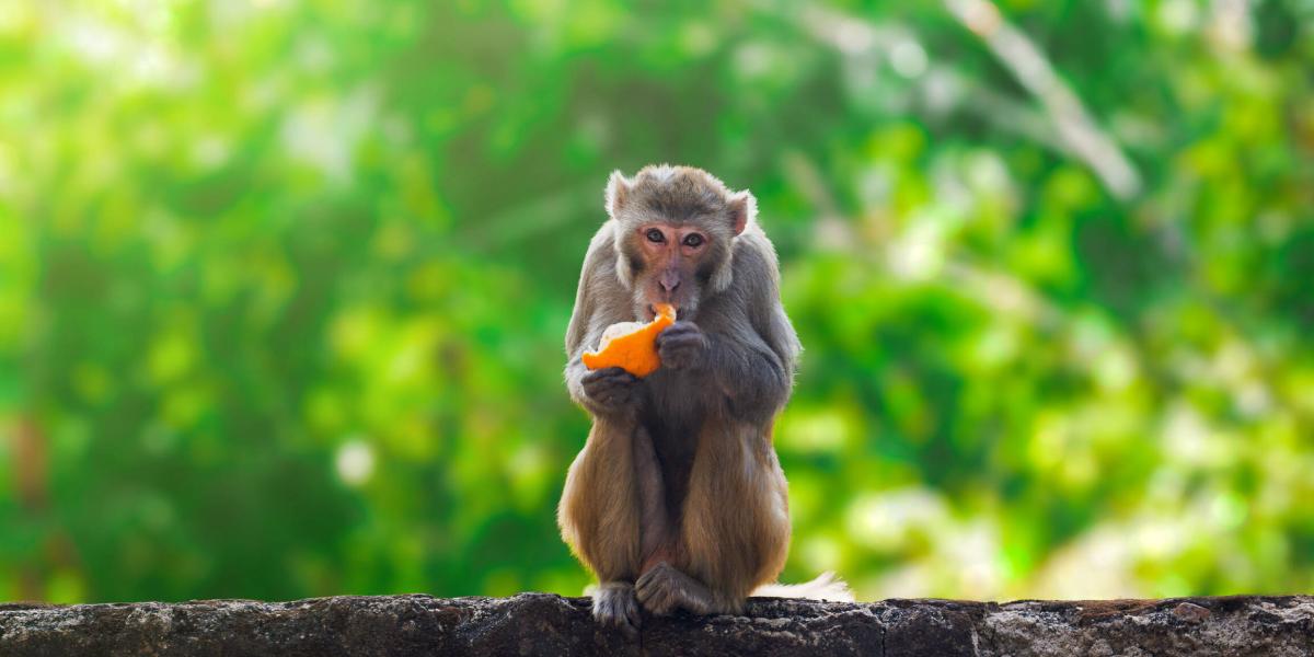 India usará ‘hombres mono’ para espantar primates de sede de cumbre G20