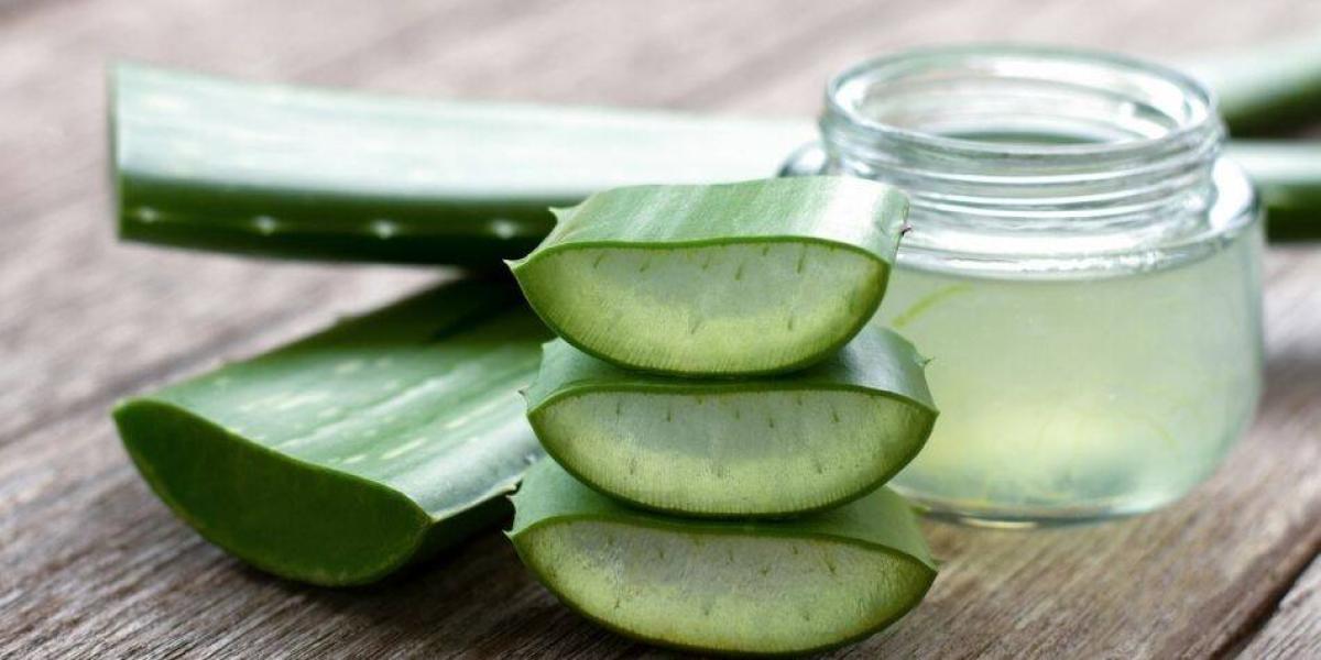 Usos y beneficios de la sábila