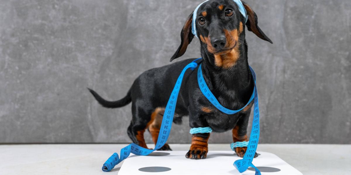 ¿Cómo saber el peso ideal de su perro?