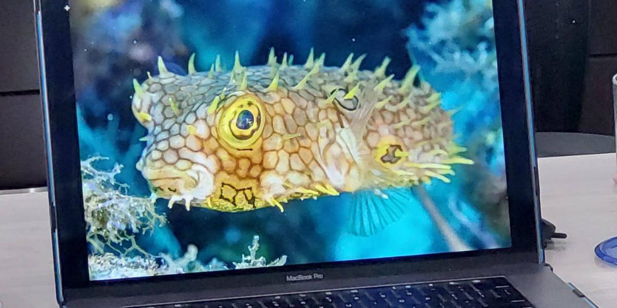 Lo que halló la expedición de NatGeo y Coralina en Reserva Seaflower