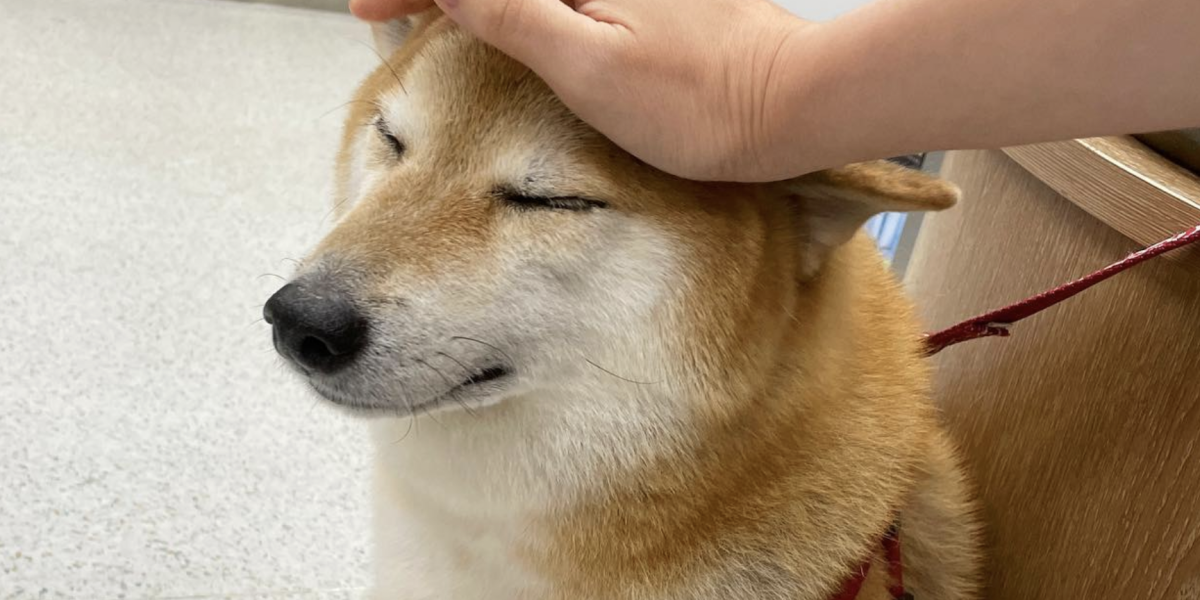 Balltze el perrito de los memes está muy enfermo y en exámenes