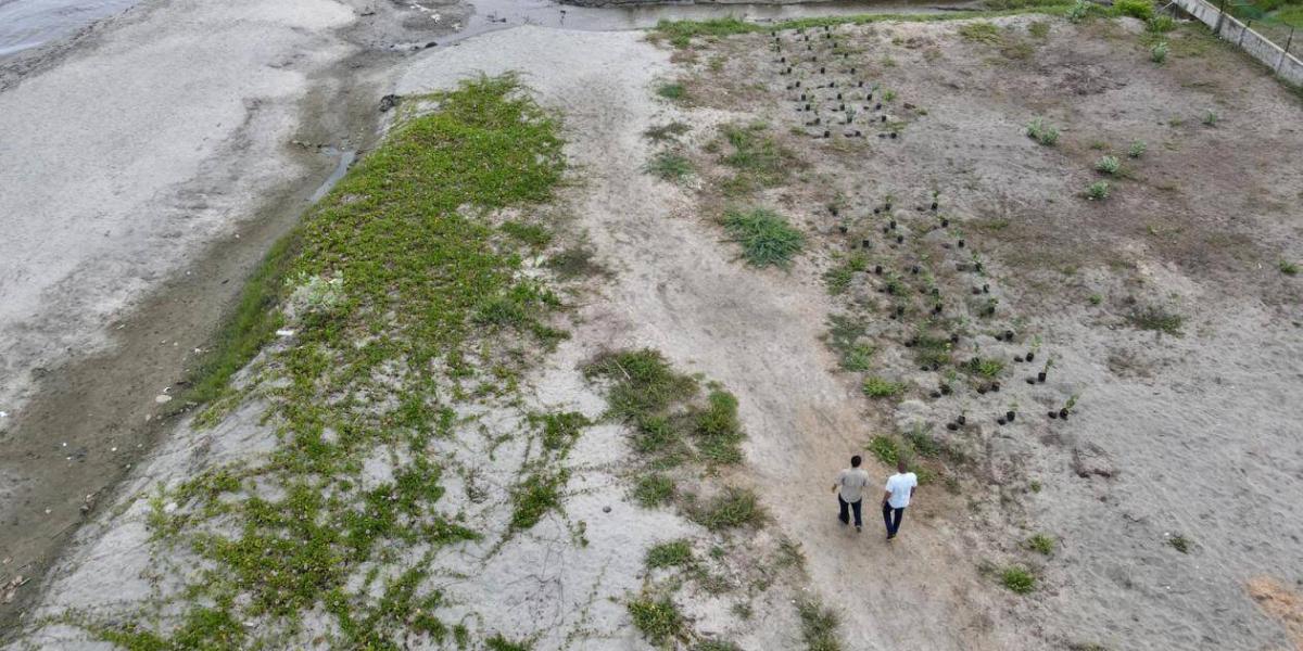 Con siembra de uva playera, buscan frenar erosión de mar en Ciénaga