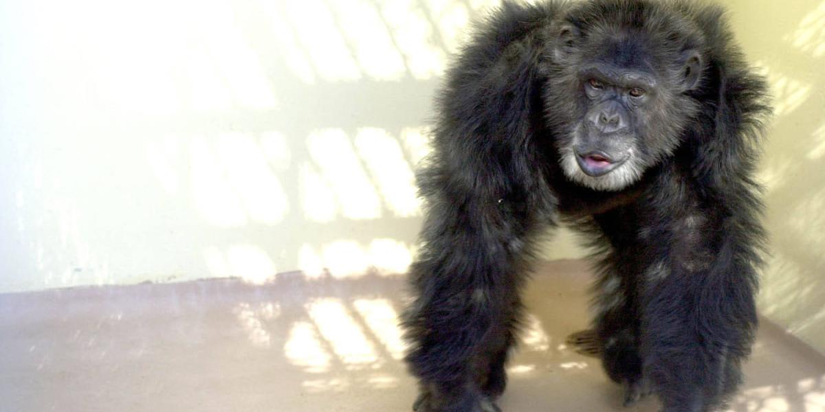 Frodo: el chimpancé que raptó a una niña, la mató y se la comió