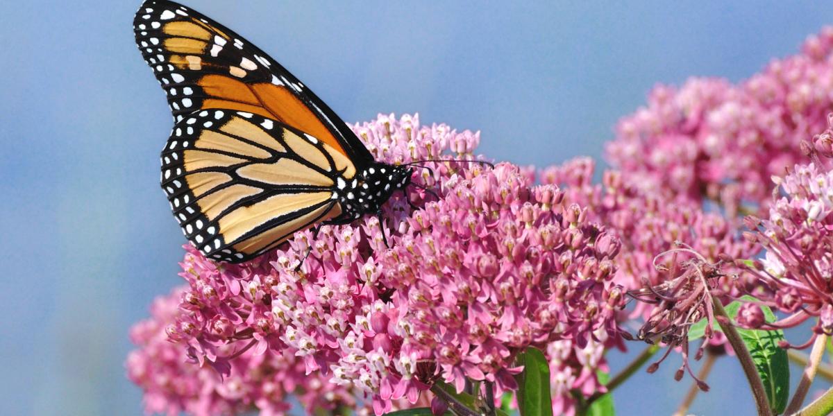 Las 10 plantas que llenarán de mariposas su jardín