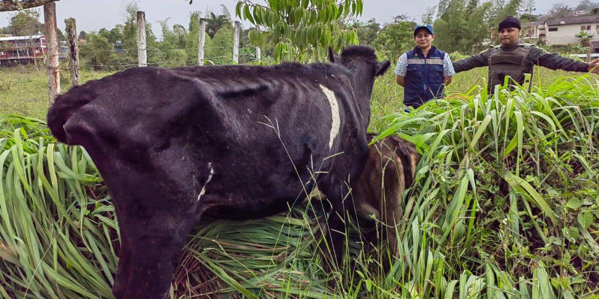 Historia de una vaca maltratada que estaba en un colegio rural del Valle