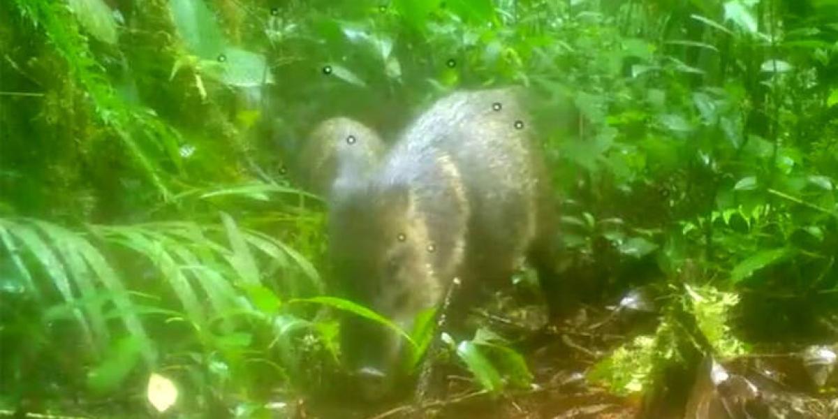 En Tolima detectaron 3 especies desubicadas de la región
