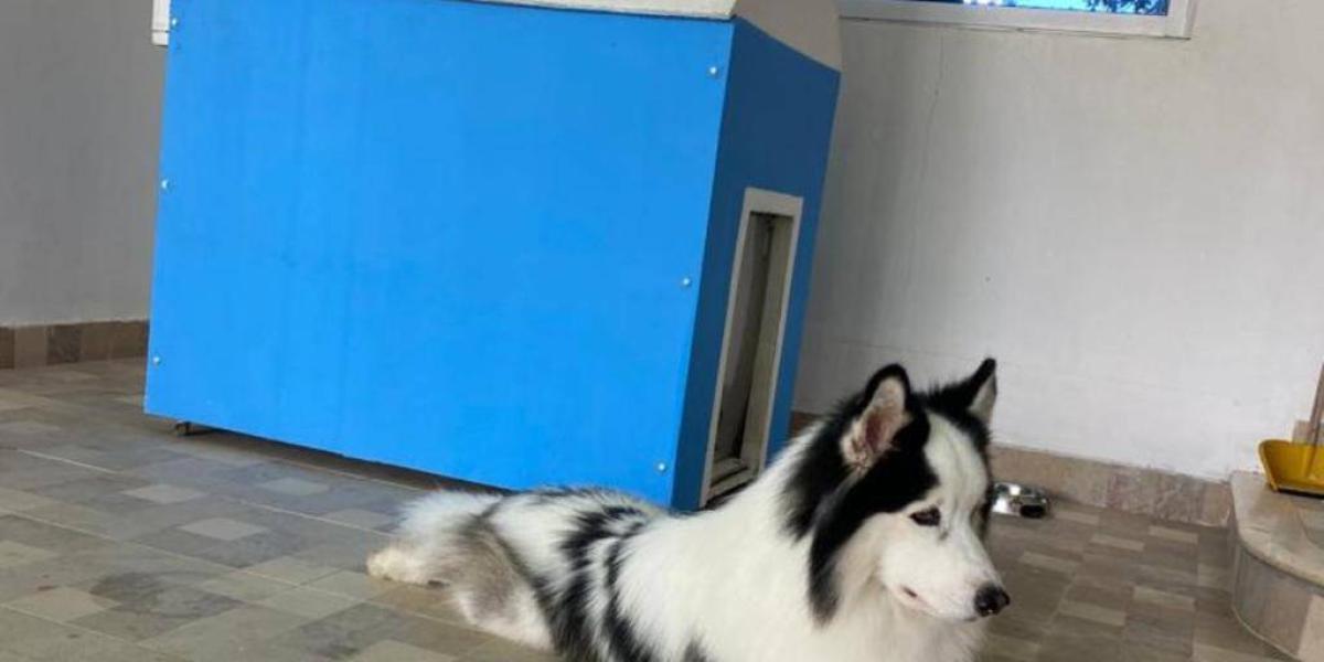 El perro que tiene casa con aire acondicionado en Santa Marta