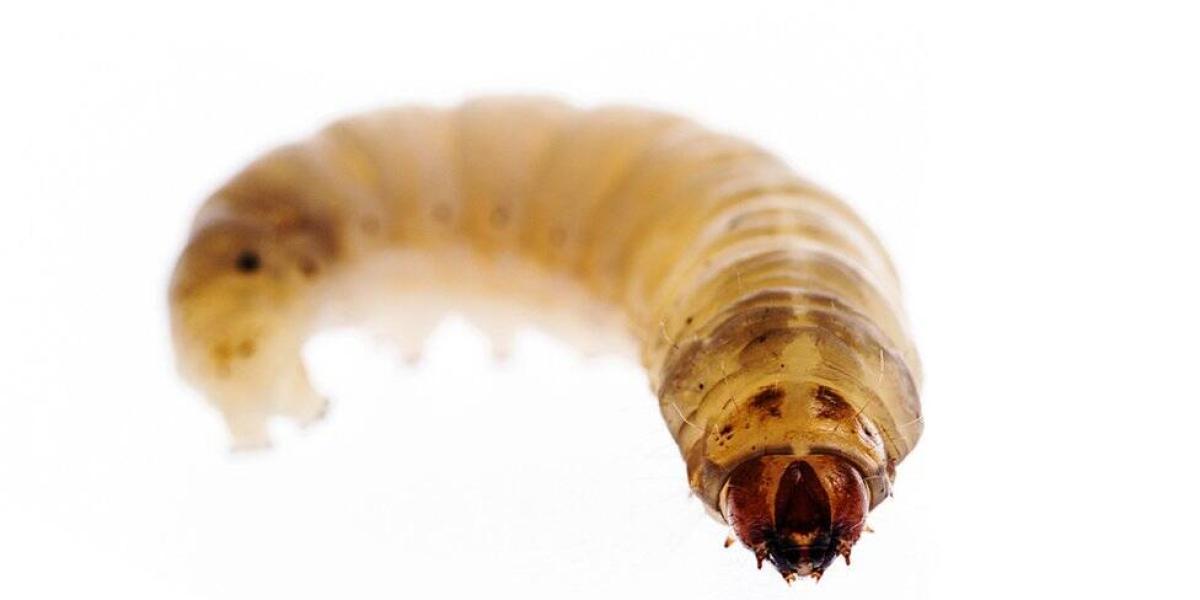 Cómo la saliva de un gusano puede ayudar a combatir la contaminación