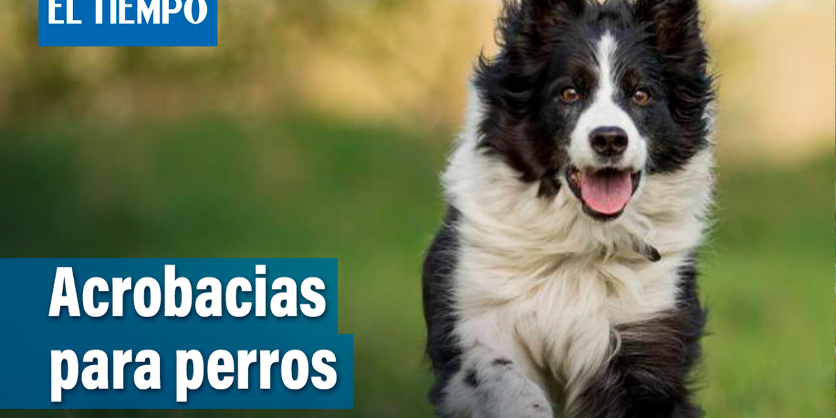 ¡Ninja! Acrobacias para perros