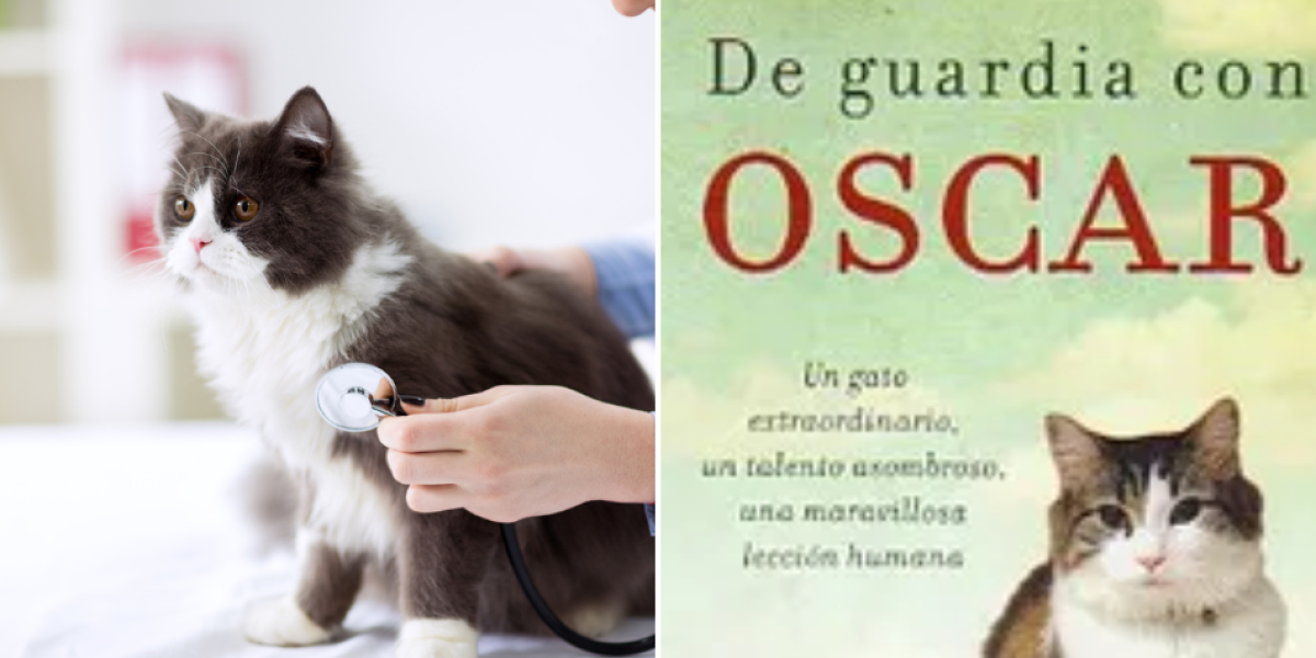 Óscar: el gato que logro predecir la muerte de más de 100 personas
