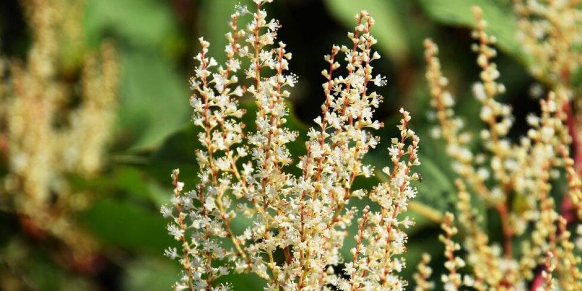 Hierba nudosa japonesa: La especie invasora imposible de matar