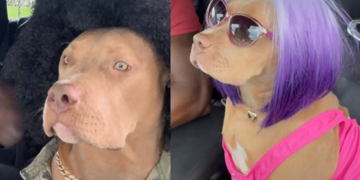 Raperro: el famoso pitbull de TitkTok amante del hip hop