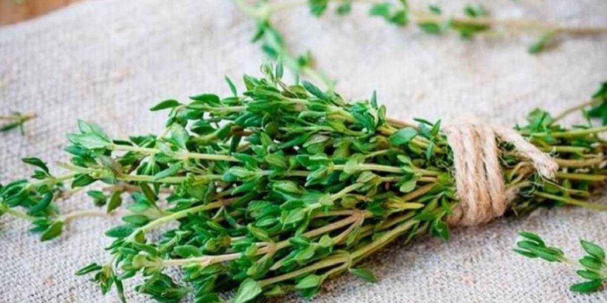 Propiedades y beneficios del tomillo