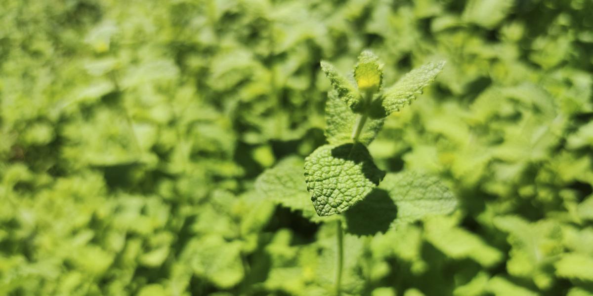 ¿Qué es el poleo y que beneficio tiene para la salud?