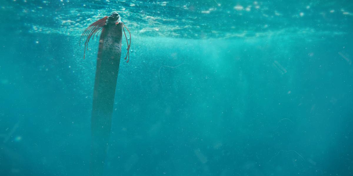 Pez remo: los misterios que esconde el gigante del fondo del mar
