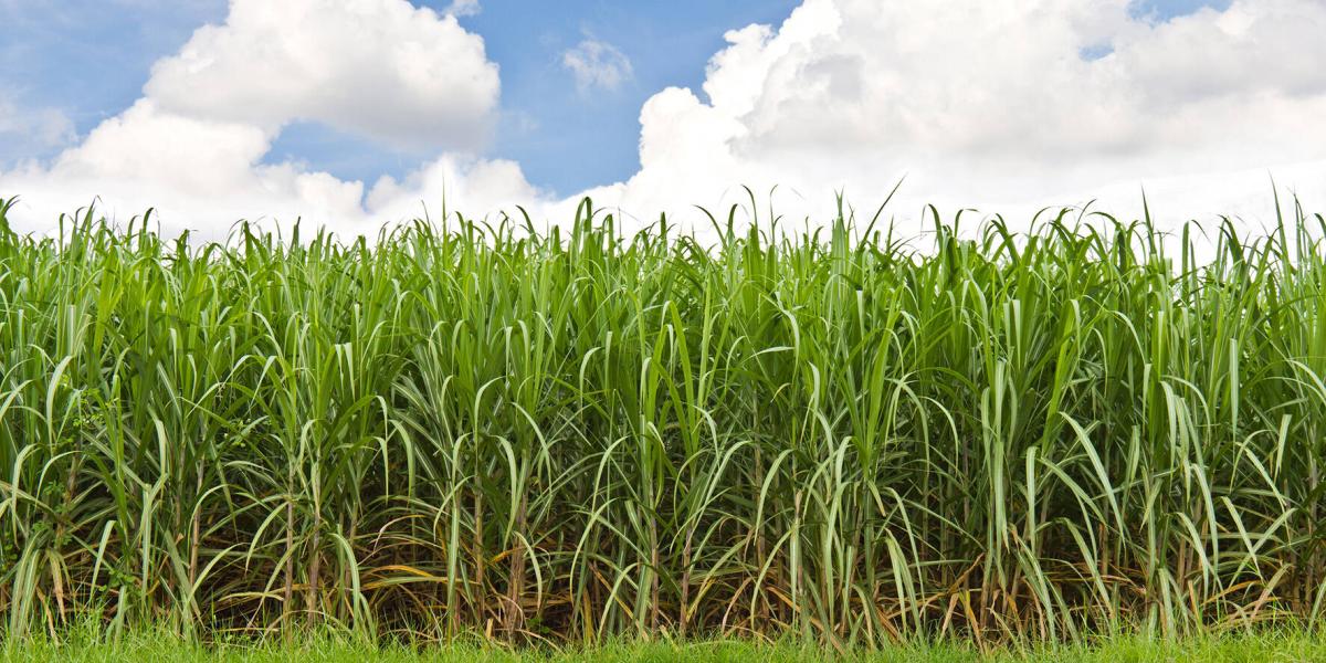Caña de azúcar del Valle: así se mueve por el mundo