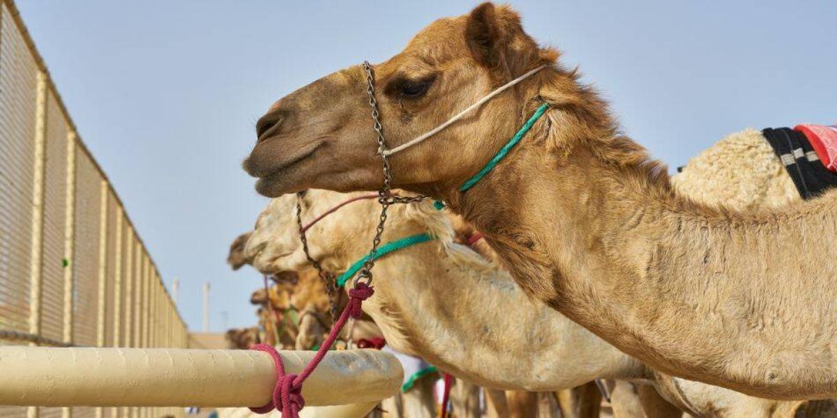 Camellos: ¿Dónde viven y de qué se alimentan los camellos?