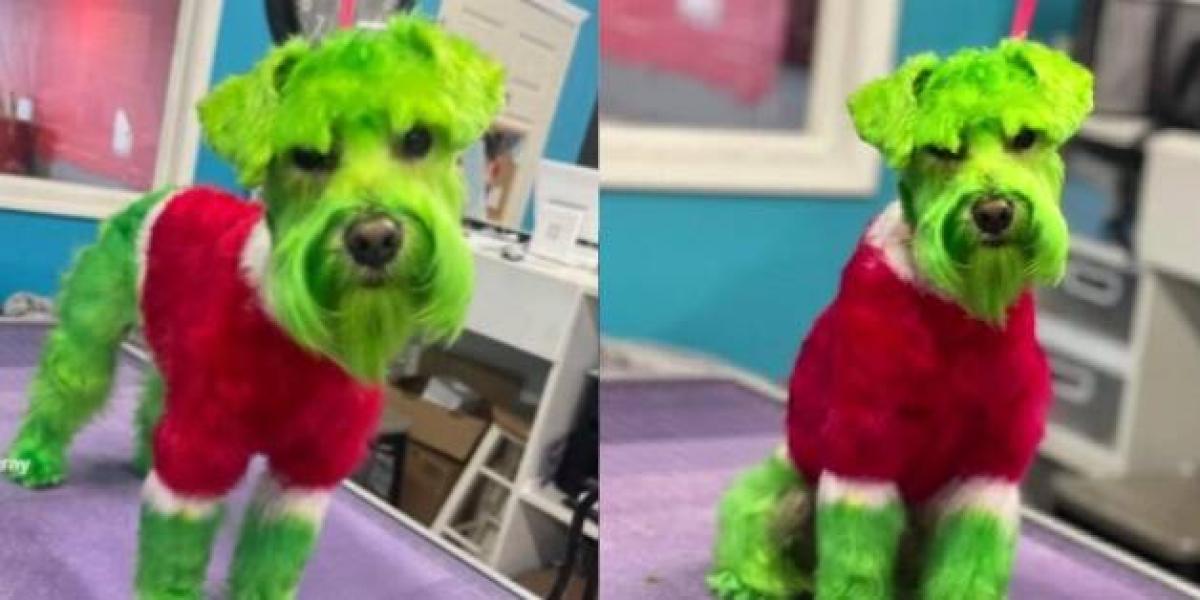 Mujer pintó a su perro como el Grinch de la Navidad, algunos la critican