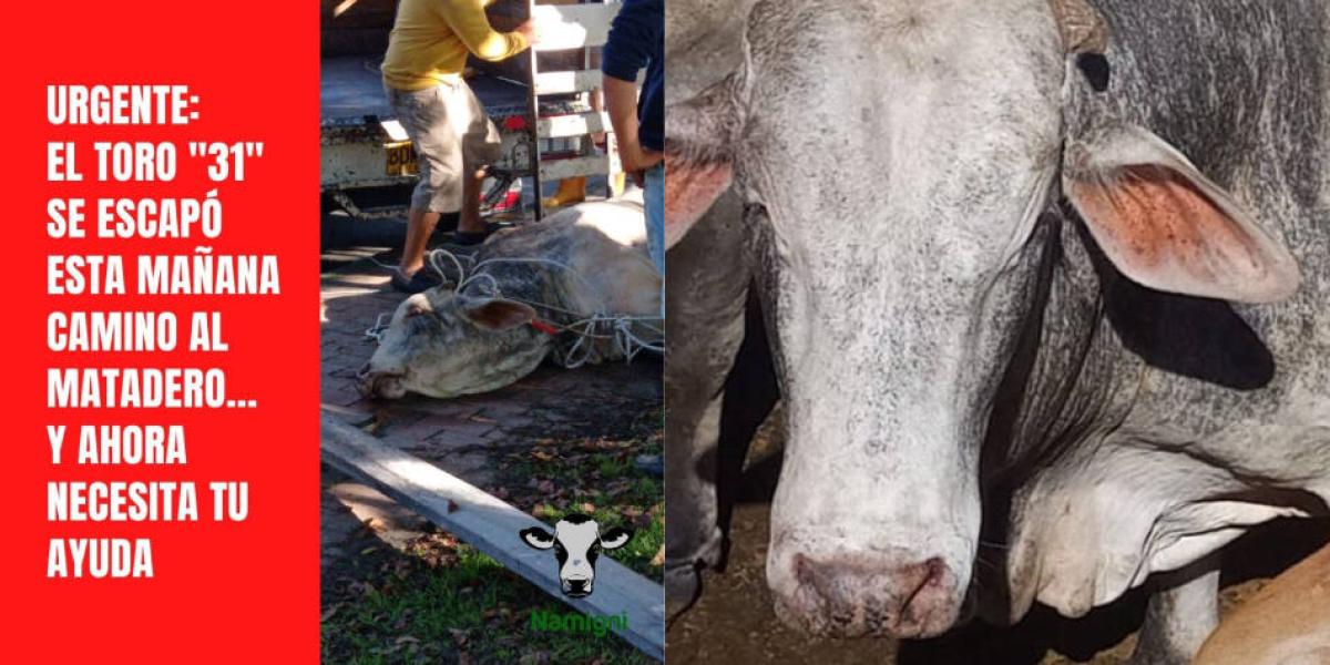 Toro escapa rumbo al matadero y animalistas piden que no lo sacrifiquen