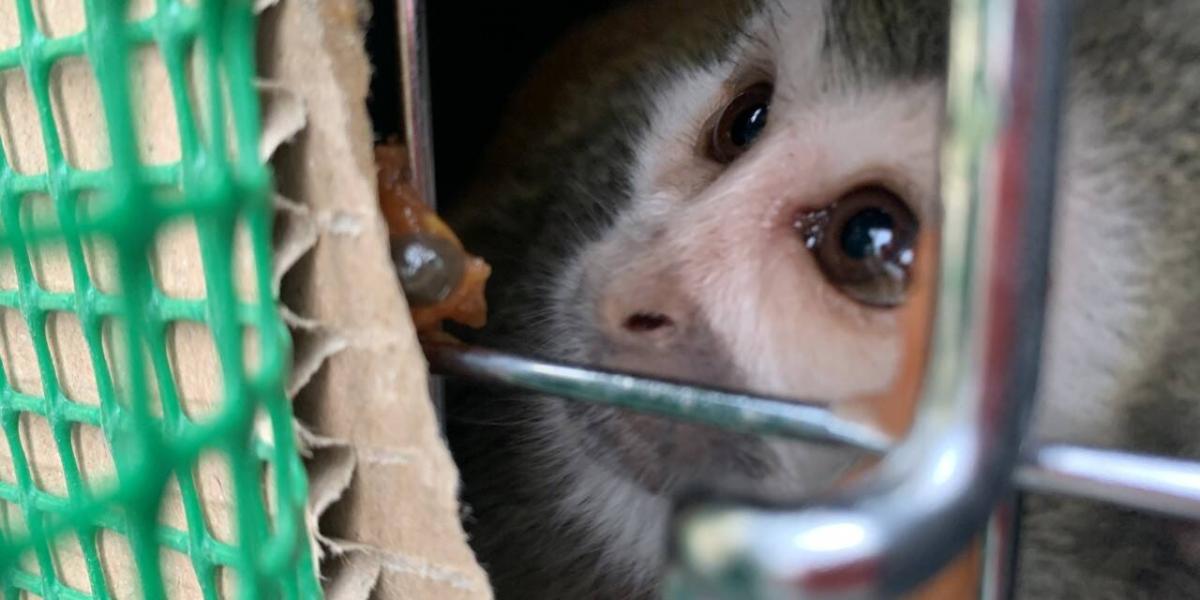 Este año han muerto 155 animales por tráfico ilegal