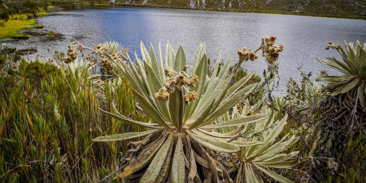 Chingaza: cómo llegar y recorrer el parque natural