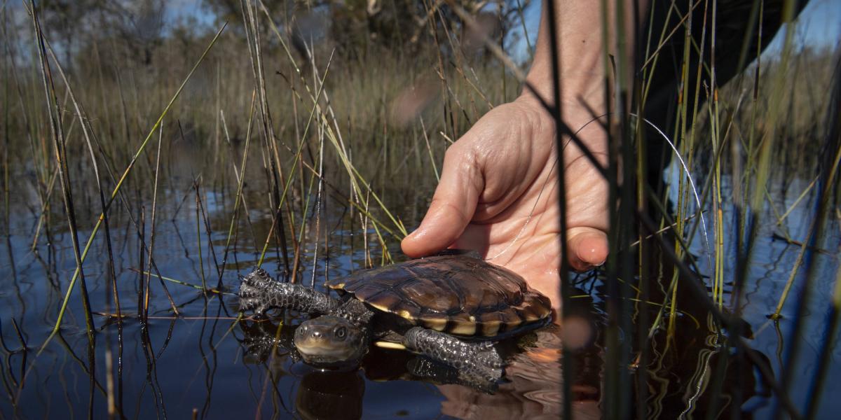Australia: están reubicando las tortugas de pantano de Australia